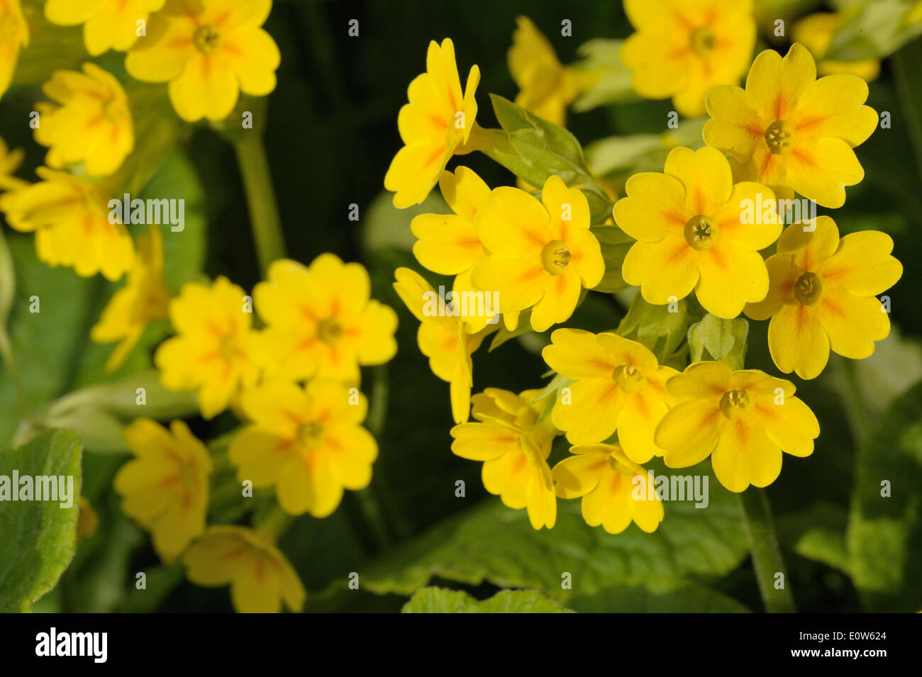 Primula veris on blossom hi-res stock photography and images - Alamy