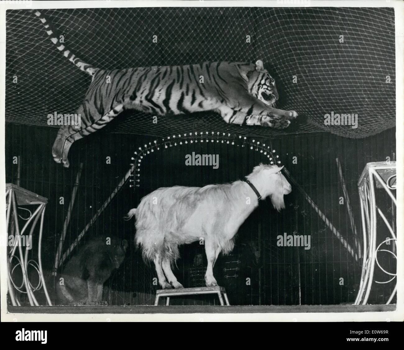 Tiger lion work together in circus act in hi-res stock photography and ...