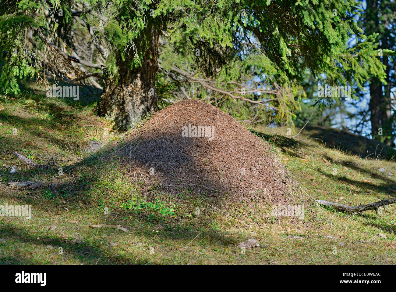 Wood Ant (Formica rufa), ant heap in woodland. Austria Stock Photo - Alamy