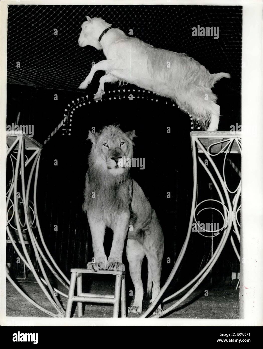 Lion circus hi-res stock photography and images - Alamy