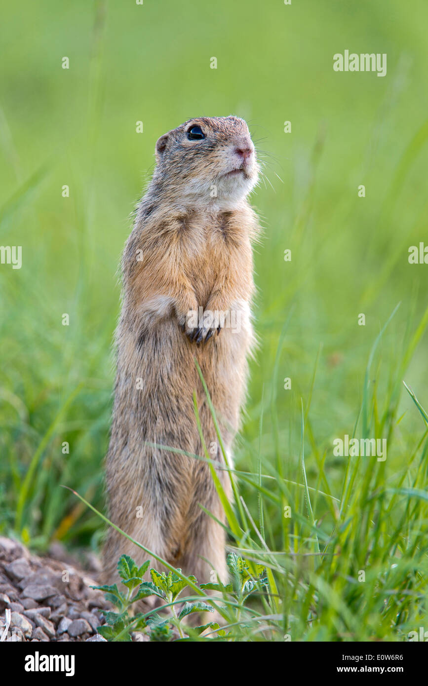 European Ground Squirrel, European Suslik, European Souslik (Citellus ...