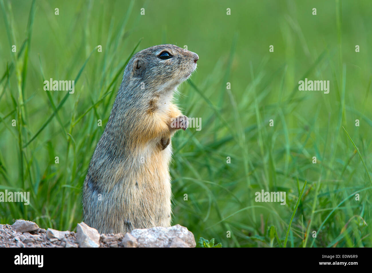 European Ground Squirrel, European Suslik, European Souslik (Citellus ...