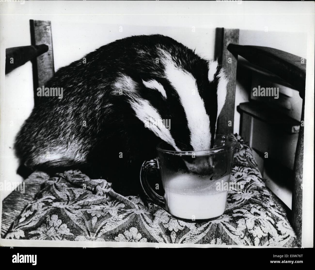 Dec. 12, 1961 - Badger pays regular visit to cottage for its drink of milk; The badger (see ...