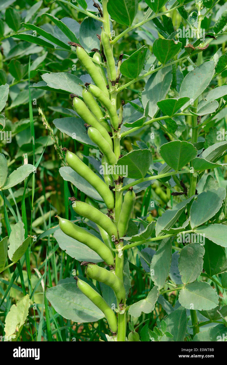 Broad Bean (Vicia faba). Unripe pods on a plant. Germany Stock Photo ...