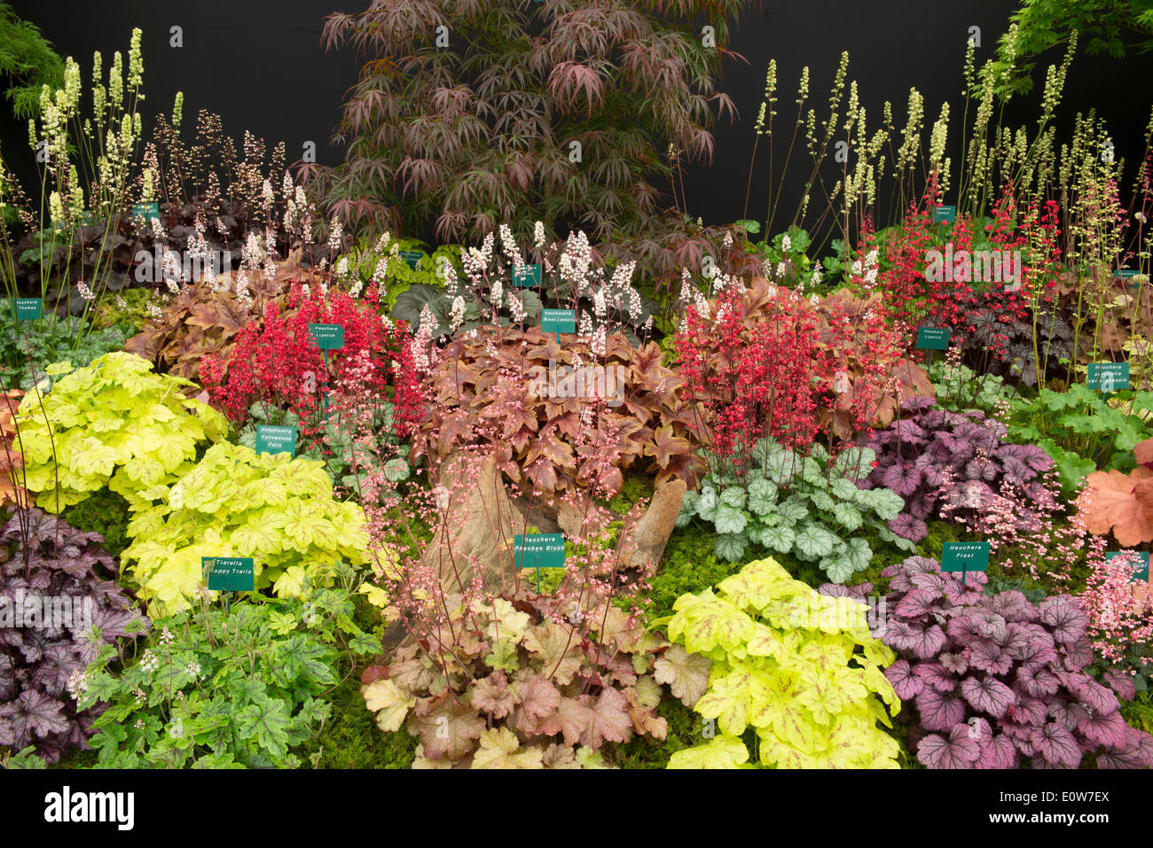 Heucheras planting hi-res stock photography and images - Alamy