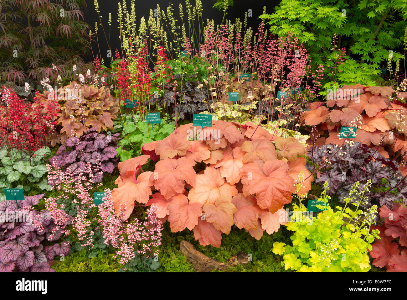 Heucheras planting hi-res stock photography and images - Alamy