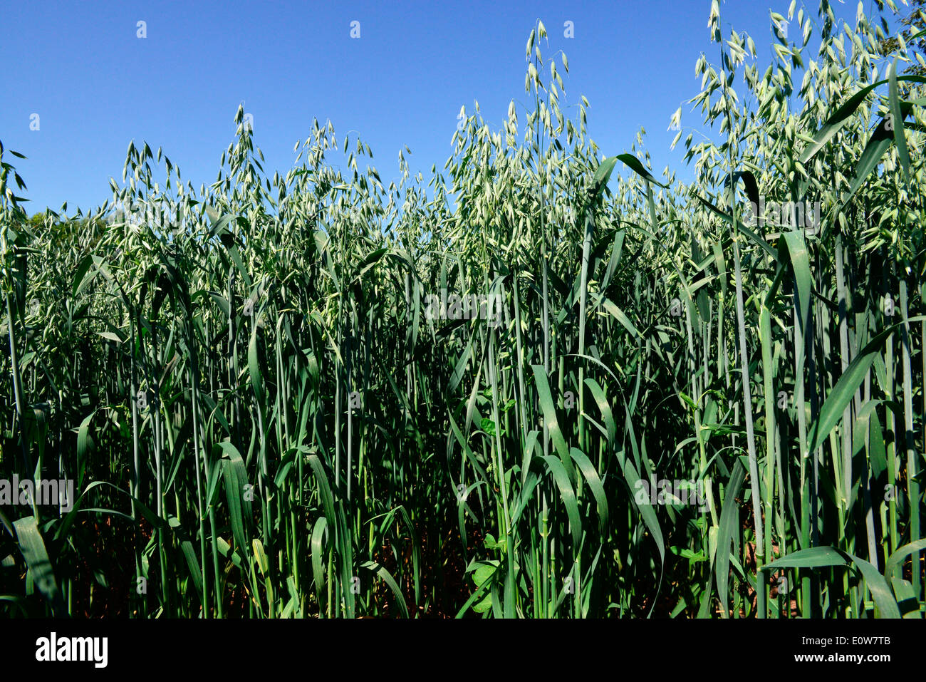 Cultivated oat common oat avena hi-res stock photography and images - Alamy