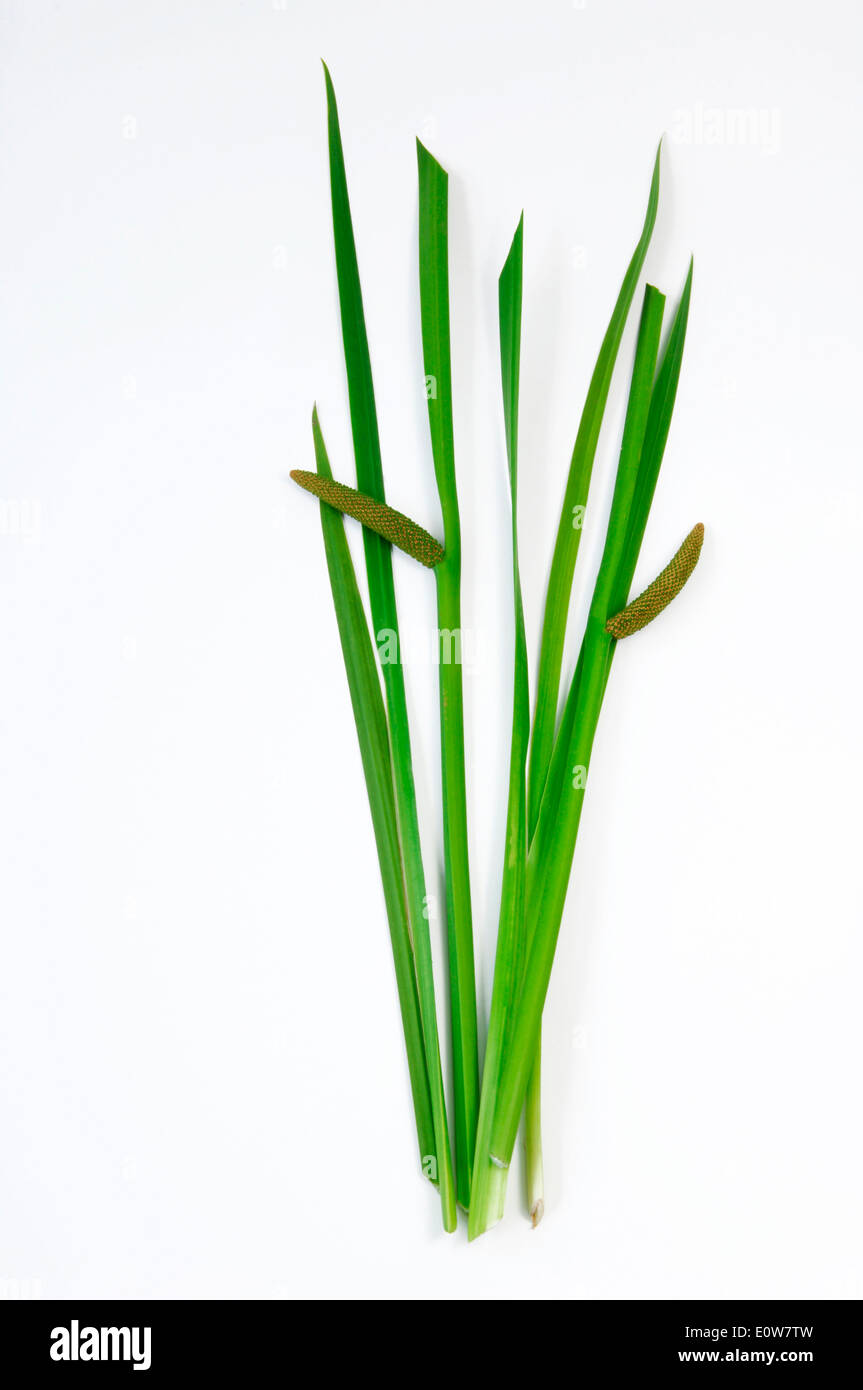 Calamus, Flag Root, Sweet Myrtle (Acorus calamus). Leaves and ...