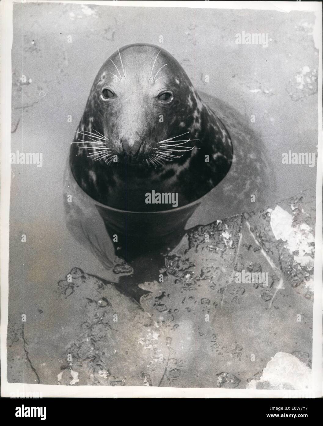 Sammy the seal london hi-res stock photography and images - Alamy