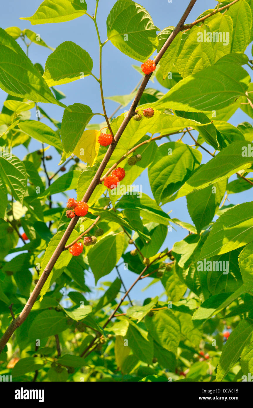 Mulberry bush japan hi-res stock photography and images - Alamy