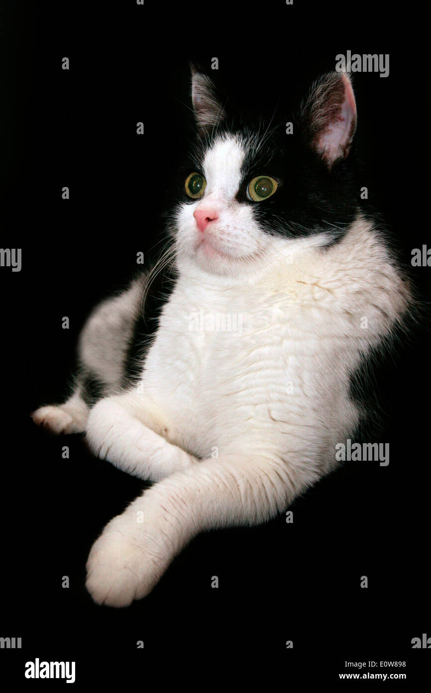Domestic cat. Senior black and white tomcat lying. Studio picture ...
