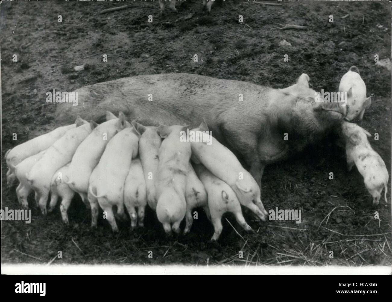 1961 a sow and her 19 piglets hi-res stock photography and images - Alamy