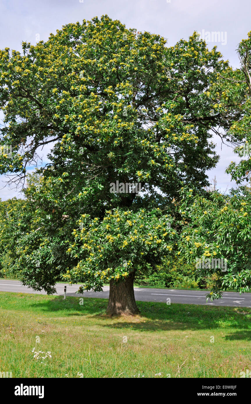 Spanish Chestnut, Sweet Chestnut (Castanea sativa), tree with fruit ...