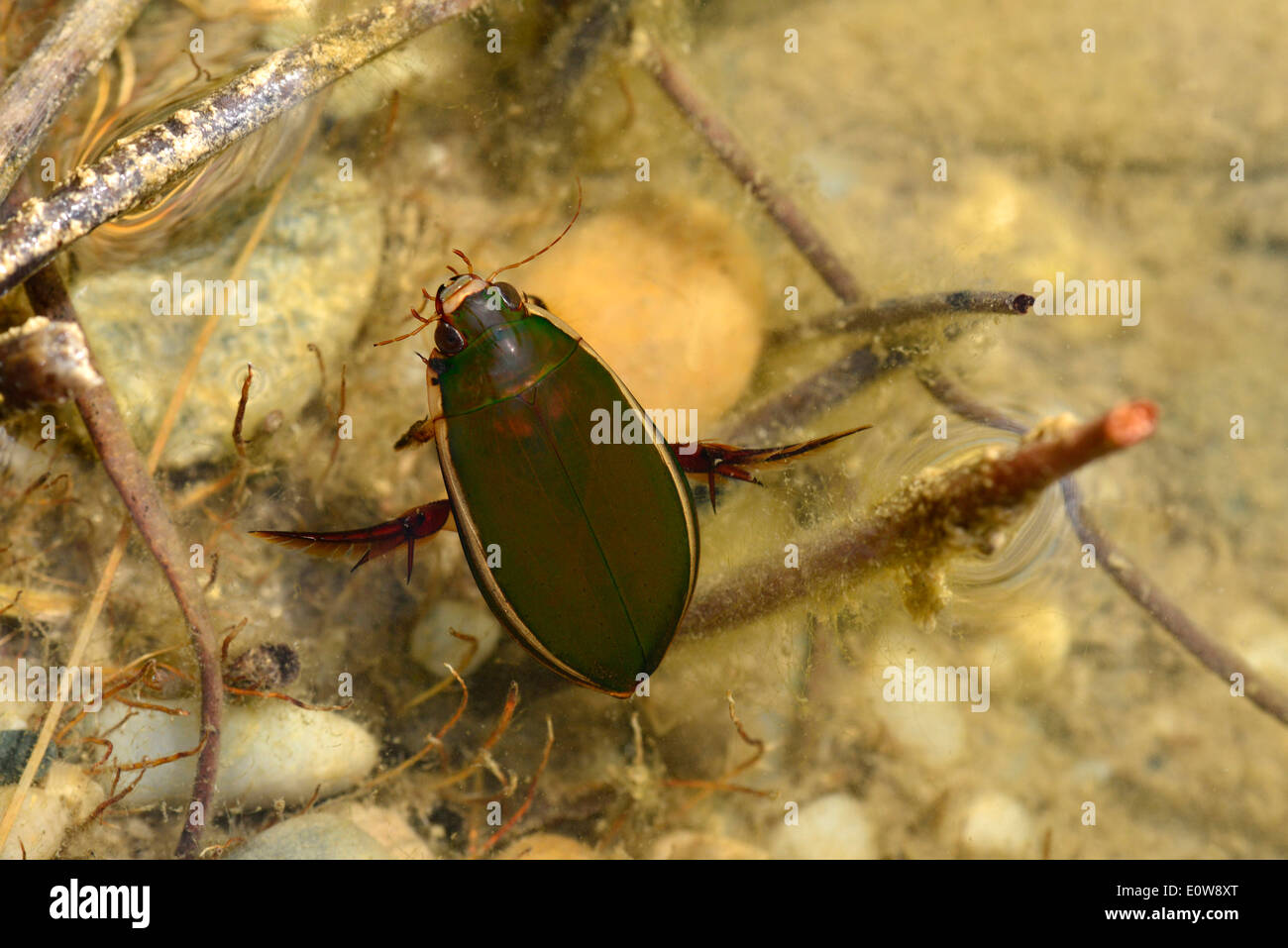 Great Diving Beetle (Dytiscus marginalis), beetle swimming under water ...