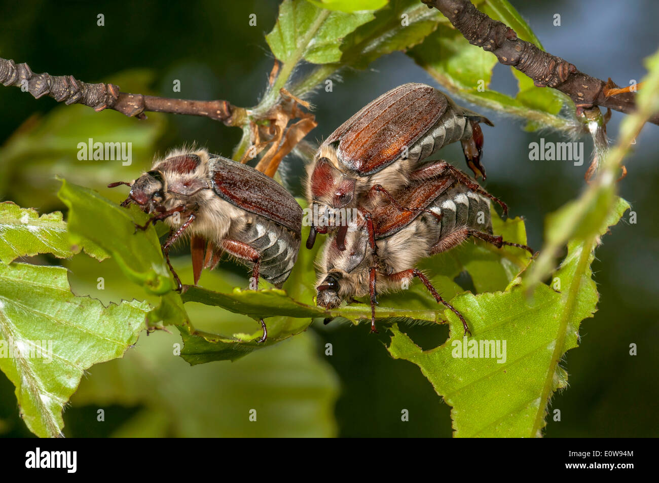 Chestnut Cockchafers, Cockchafers or May Bugs (Melolontha hippocastani ...