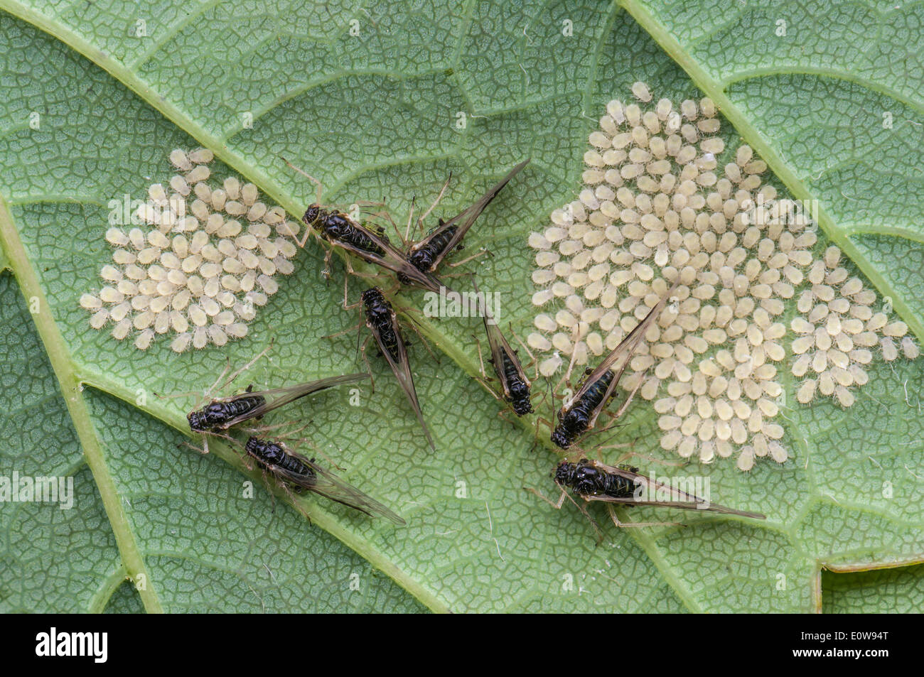 Aphids (Aphidina), adults and young on the underside of a Sycamore ...