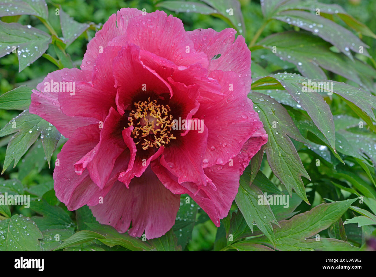 Tree Peony (Paeonia suffruticosa "Leda"), Lower Saxony, Germany Stock ...