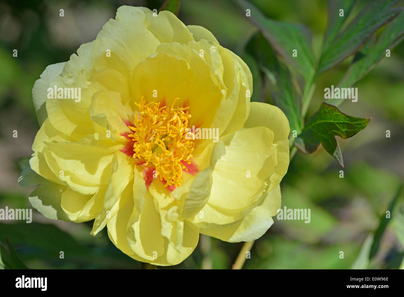 Gigh hi-res stock photography and images - Alamy