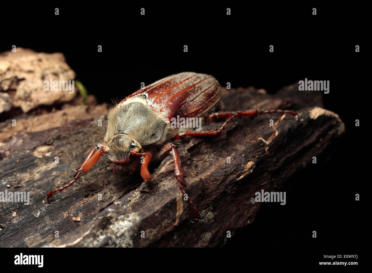 Cockchafer beetles hi-res stock photography and images - Alamy