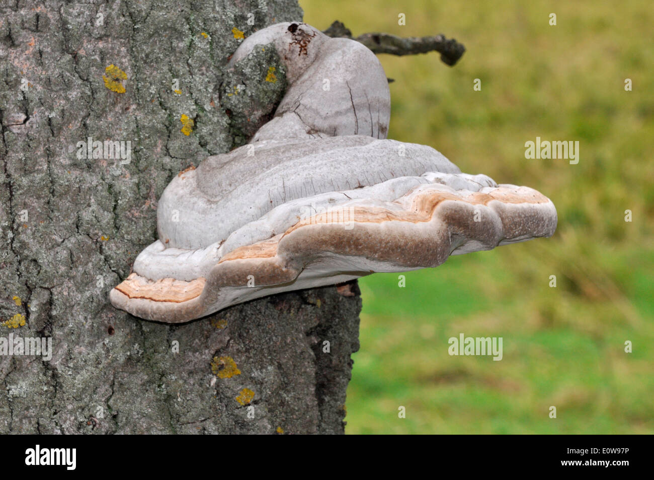 Willow bracket fungus hi-res stock photography and images - Alamy