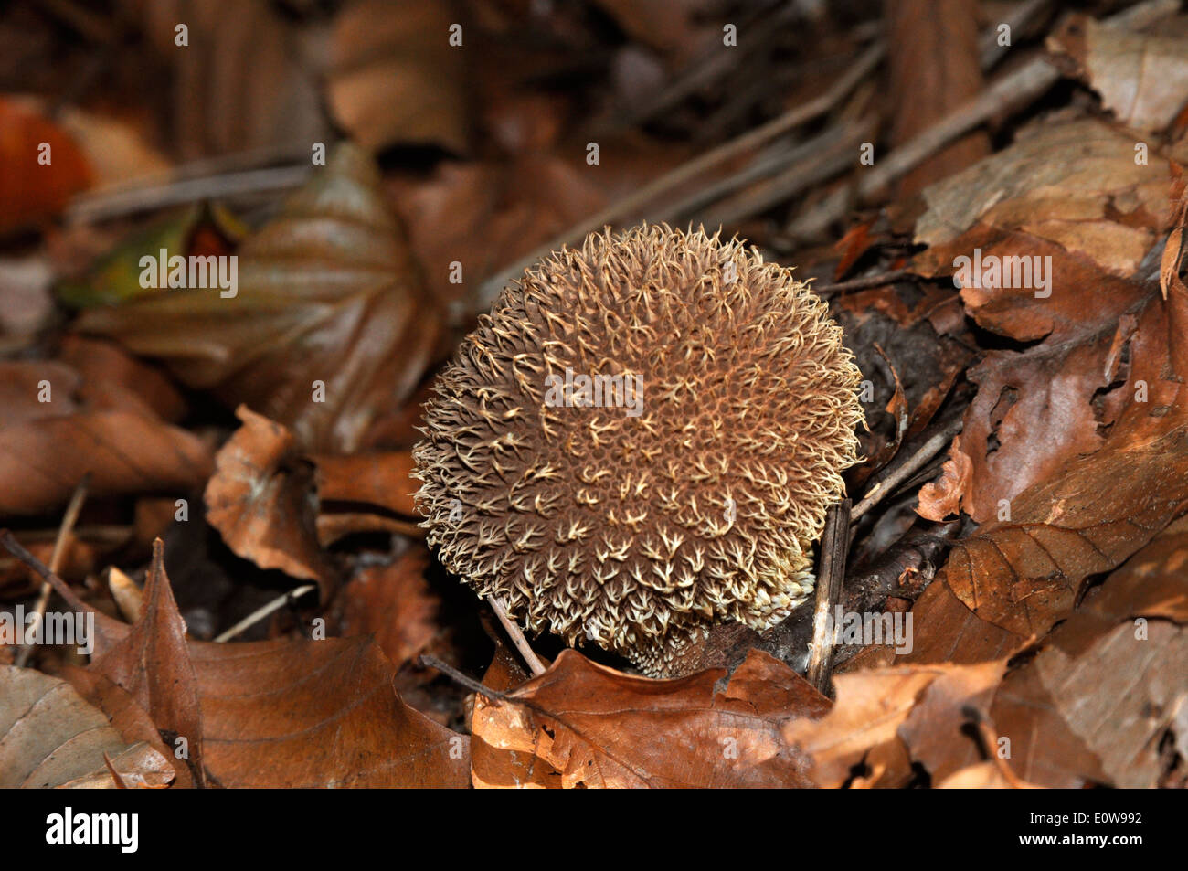 Spiny Puffball, Spring Puffball (Lycoperdon echinatum). Fruiting body ...