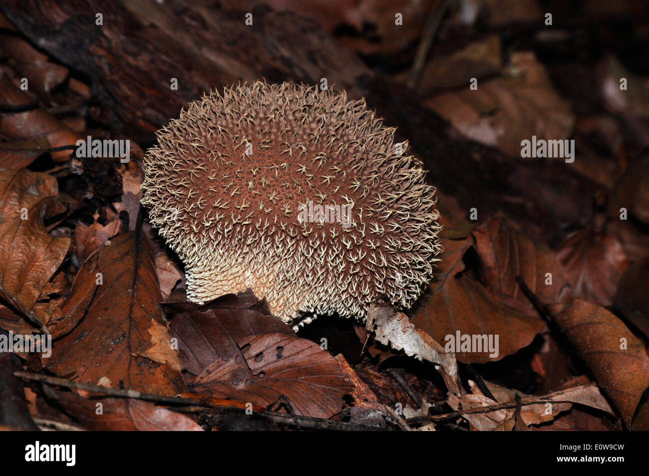 Spiny Puffball, Spring Puffball (Lycoperdon echinatum). Fruiting body ...