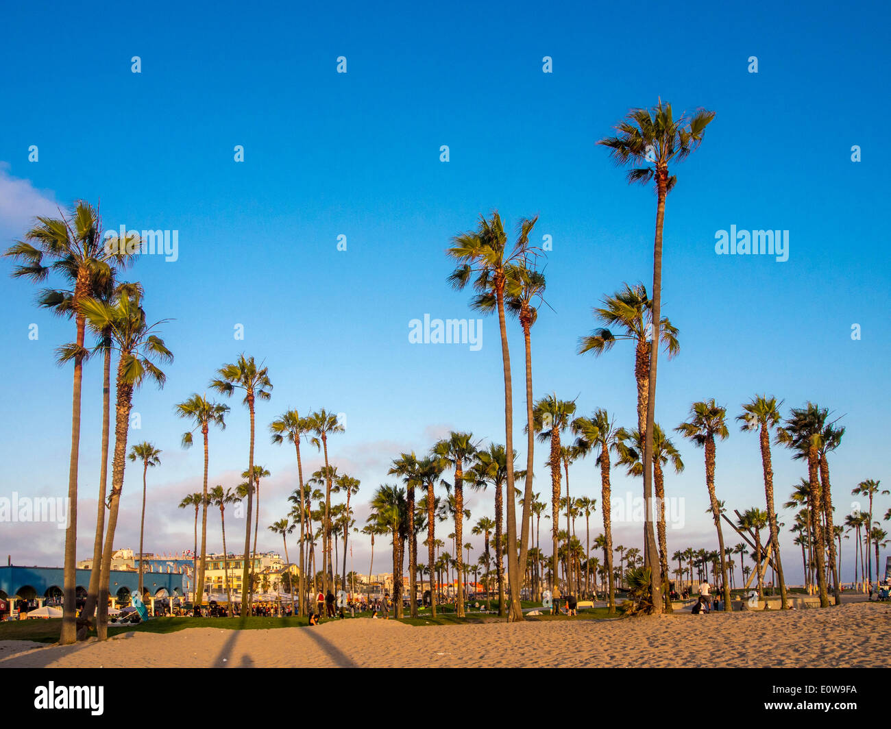 Palm trees venice beach hi-res stock photography and images - Alamy
