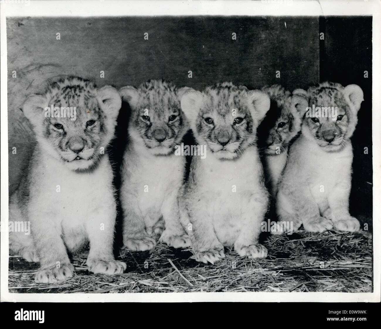 Apr. 04, 1962 - A Rare Sight... Lion Cub Quints A ten-year-old lioness ...