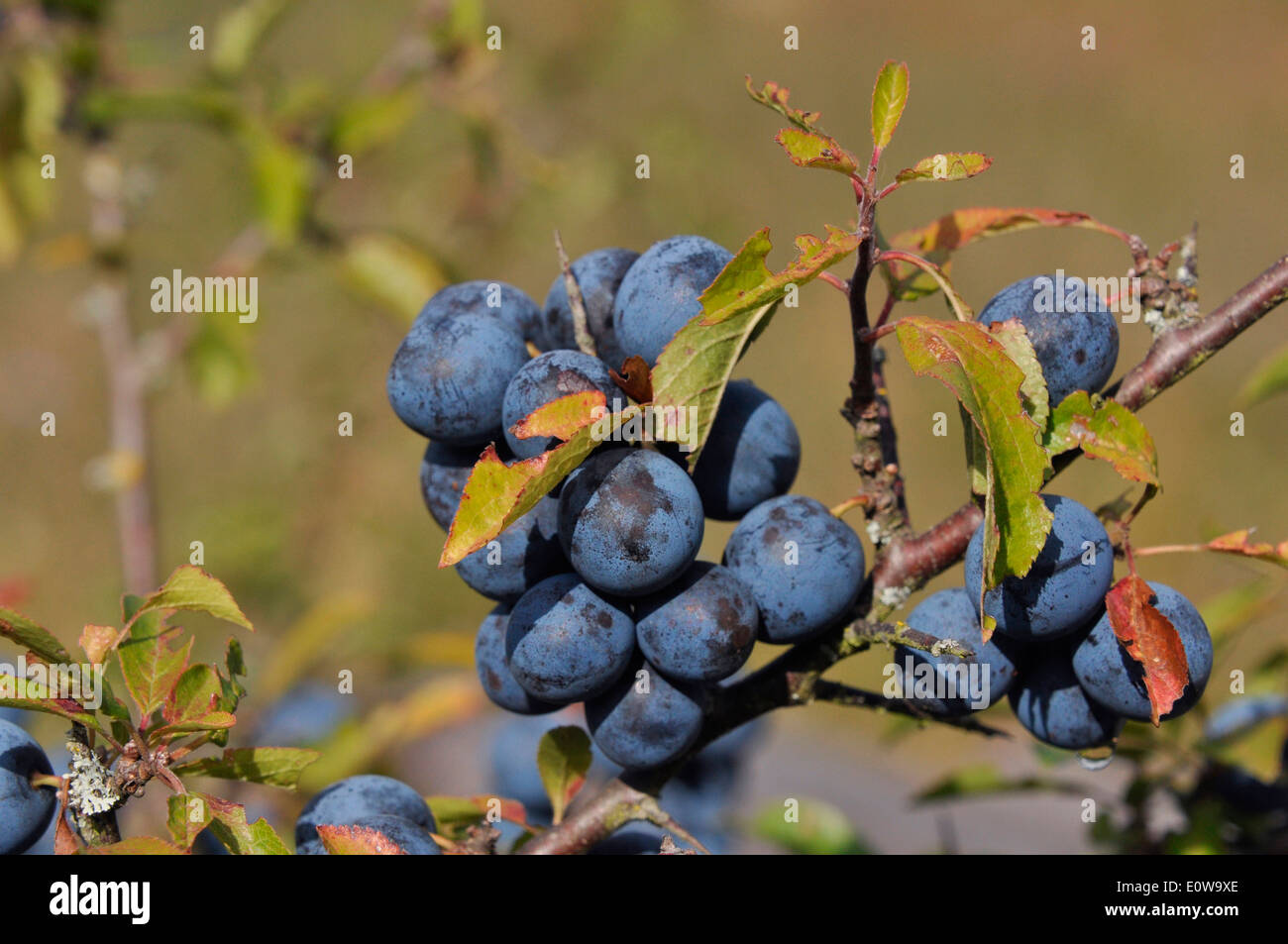 Blackthorn, Sloe (Prunus spinosa). Ripe berries on a bush. Germany ...