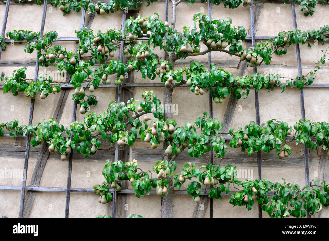 Common Pear, European Pear (Pyrus communis) trained into a horizontal ...