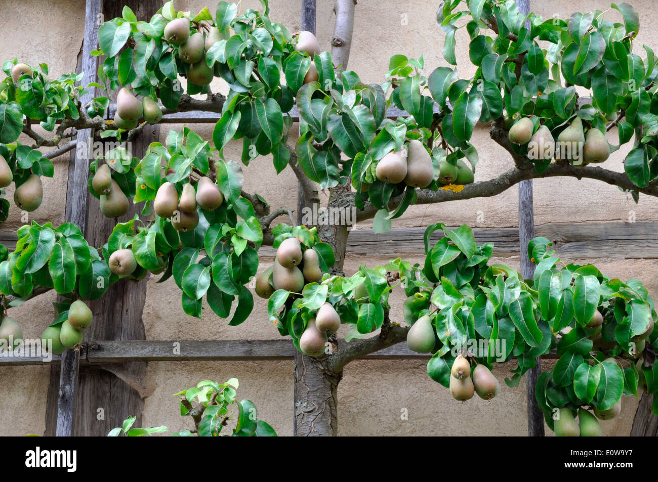 Common Pear, European Pear (Pyrus communis) trained into a horizontal ...