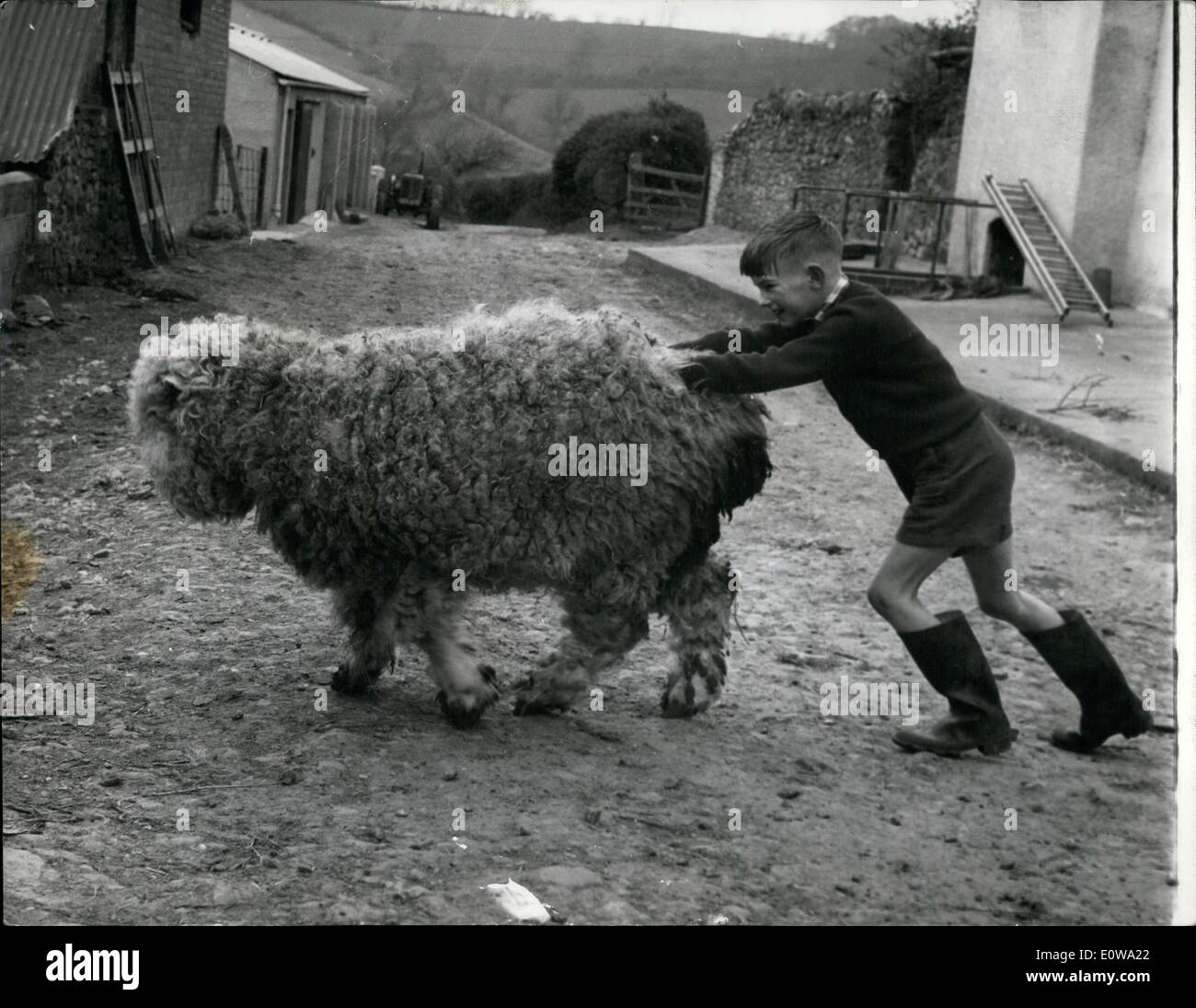 Mar. 03, 1962 - Heavyweight of the sheep stakes: Heavyweight champion ...