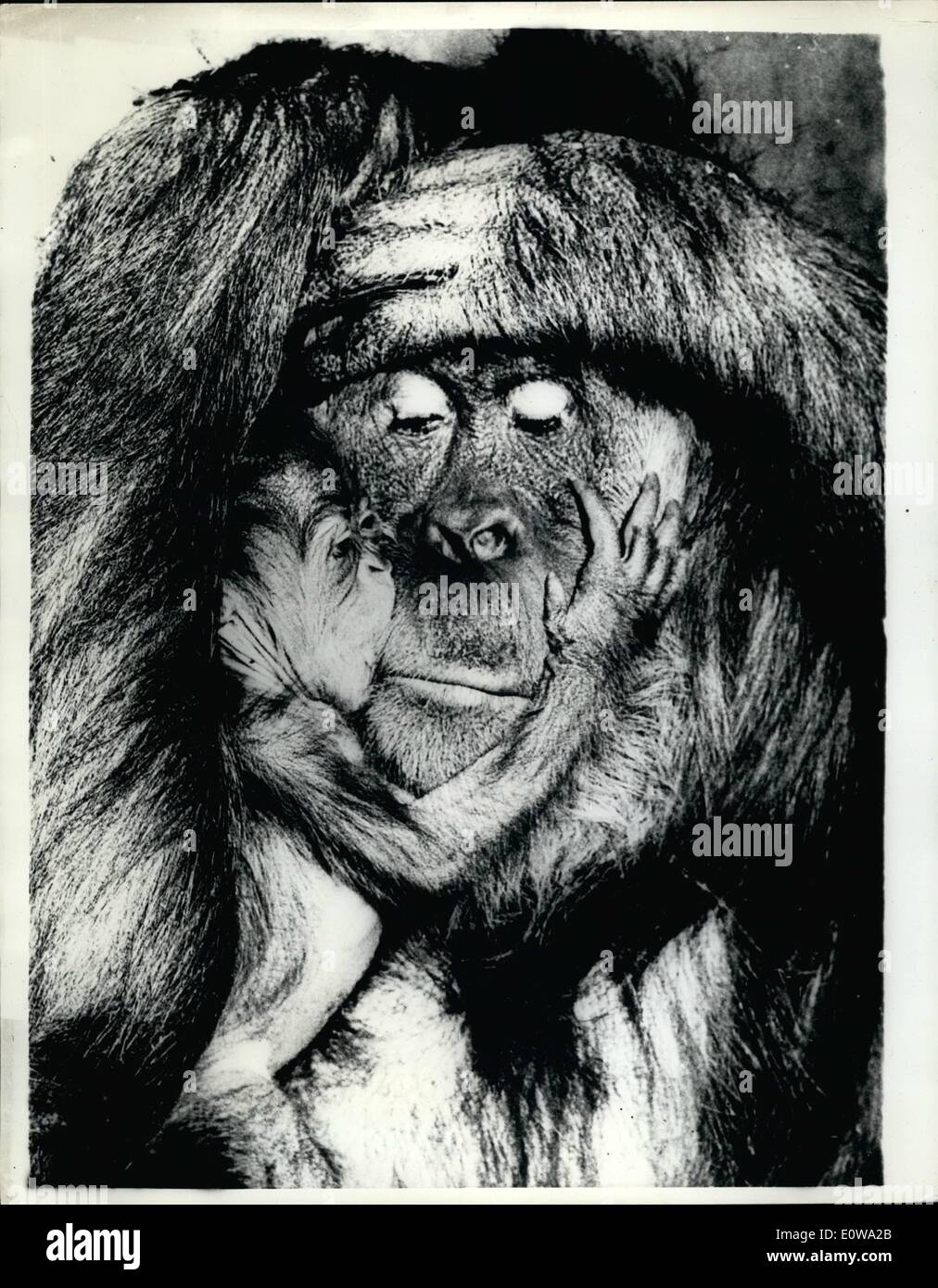 Mar. 03, 1962 - Baby orang-outang born In Basel: A female orang-outang ...