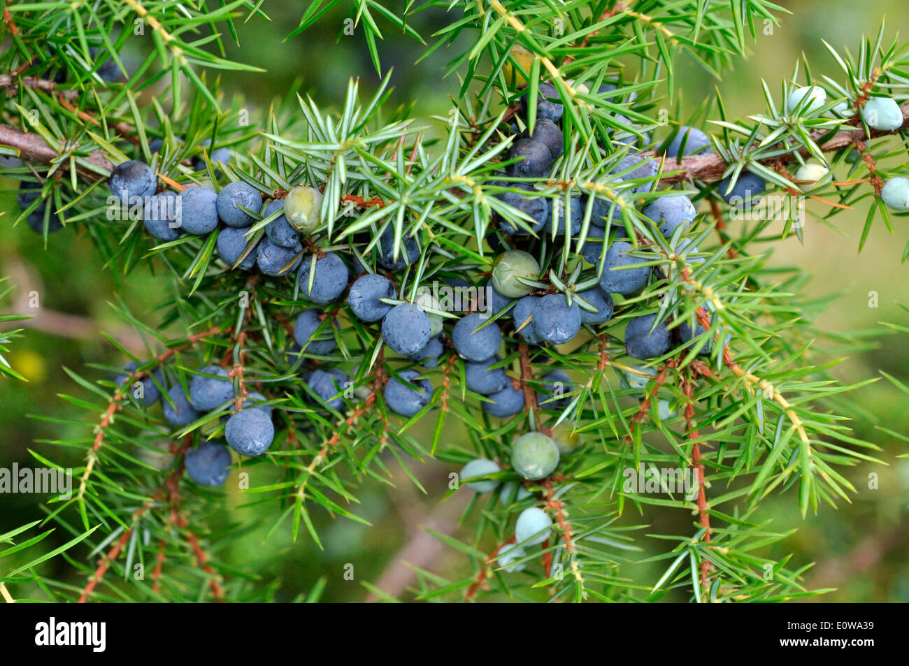Common Juniper (Juniperus communis), twig with berry-like fruit. Studio ...