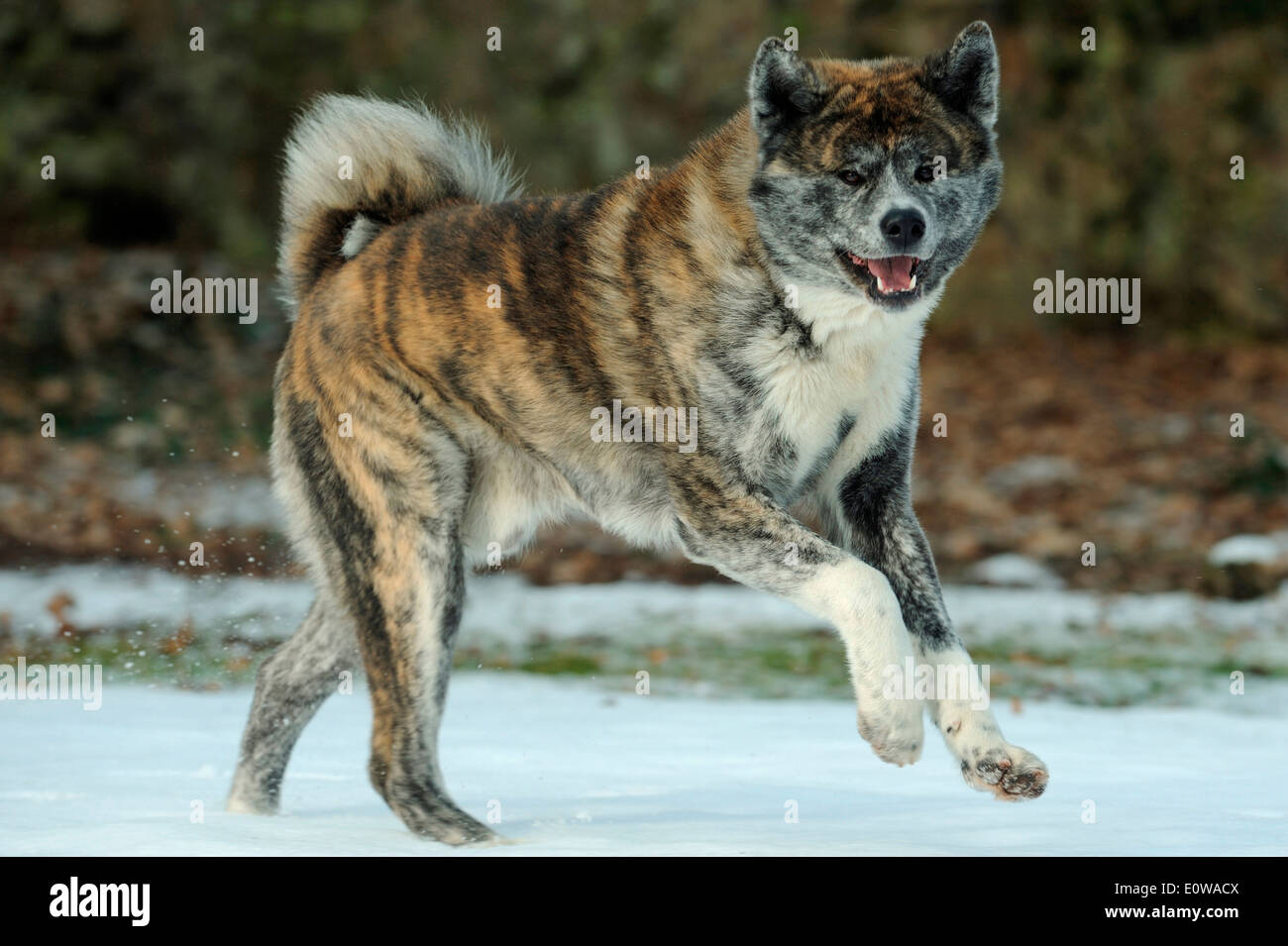 Akita Inu. Adult male running on snow. Germany Stock Photo - Alamy