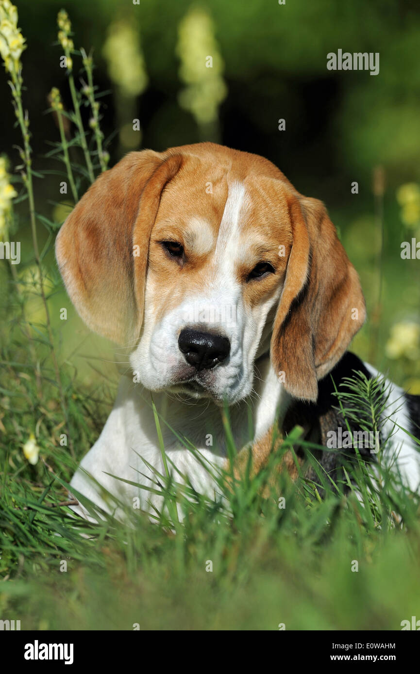 Beagle. Portrait of adult male in a flowering meadow. Germany Stock ...