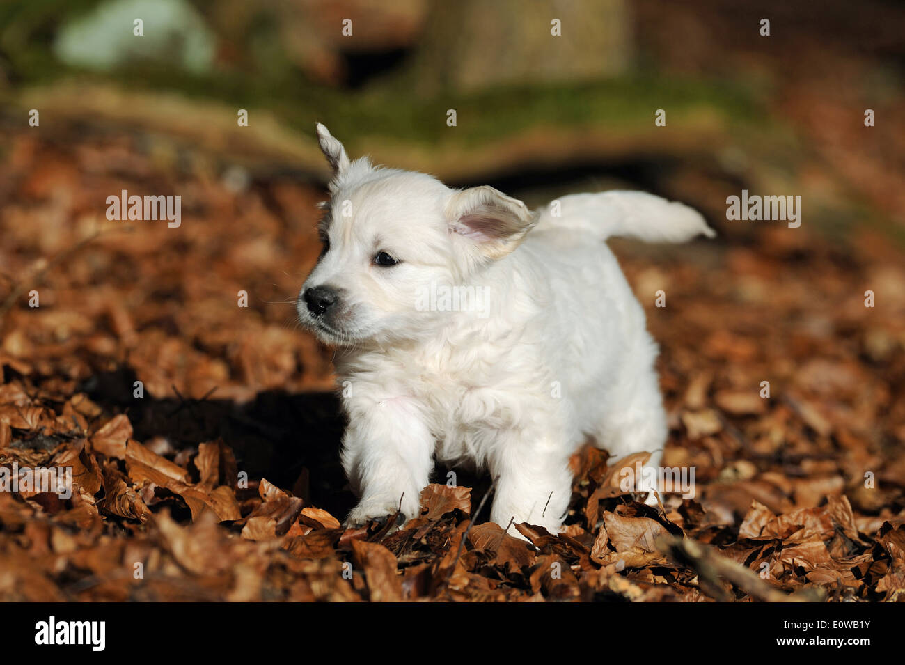 Golden Retriever. Puppy running in autumn leaves. Germany Stock Photo ...