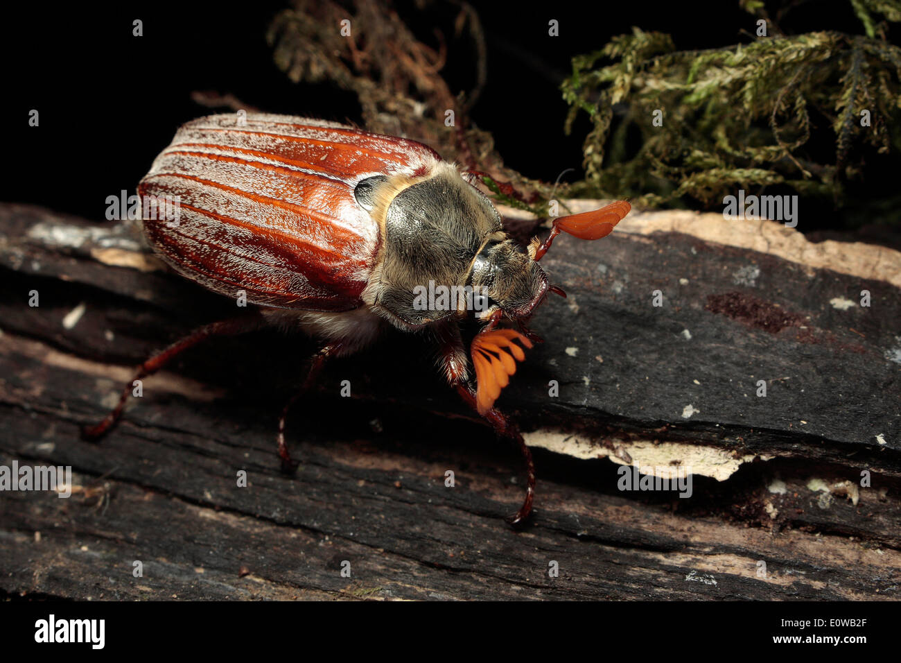 Cockchafer beetle hi-res stock photography and images - Alamy