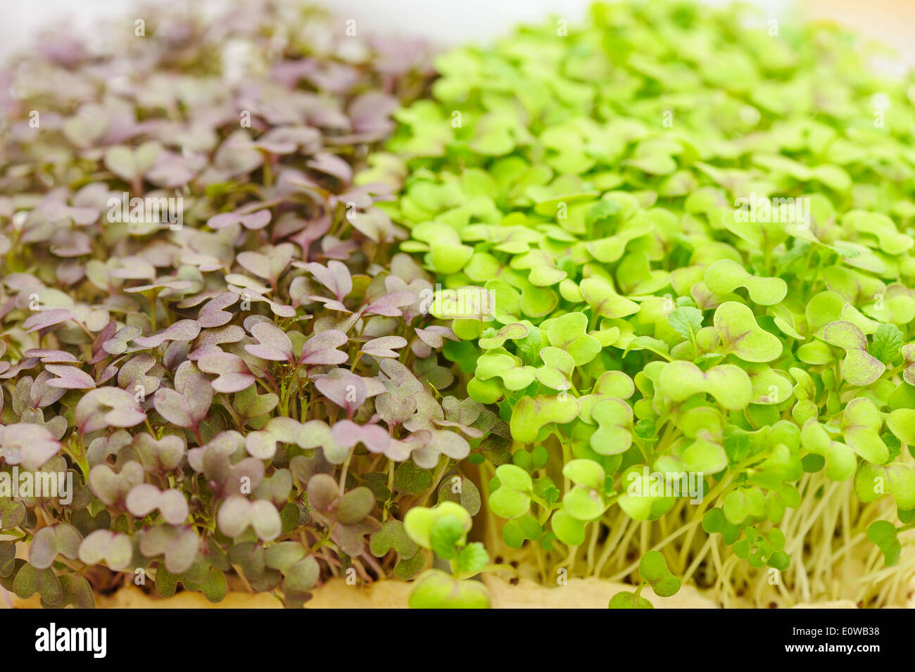 Cress varieties red mustard on artificial substrate, close-up Stock ...