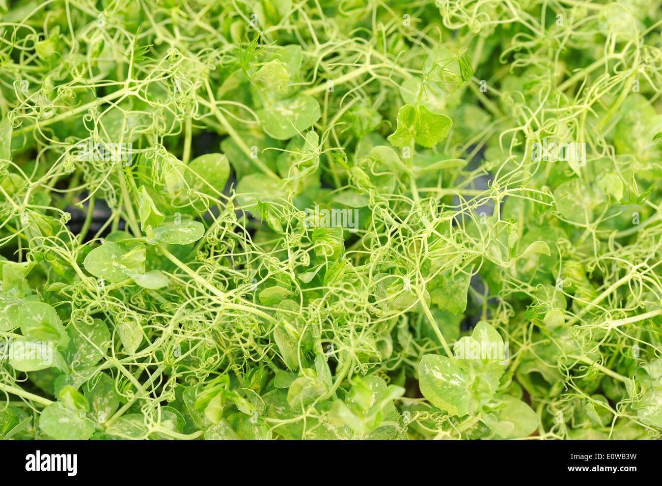 Cress varieties affilla on artificial substrate, close-up Stock Photo ...