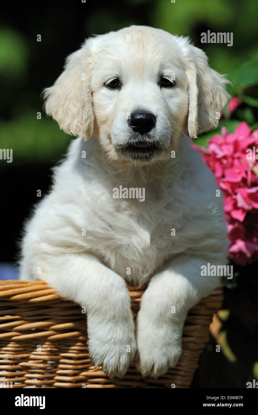 Golden Retriever. Puppy in a wicker basket with flowering Hydrangea in ...
