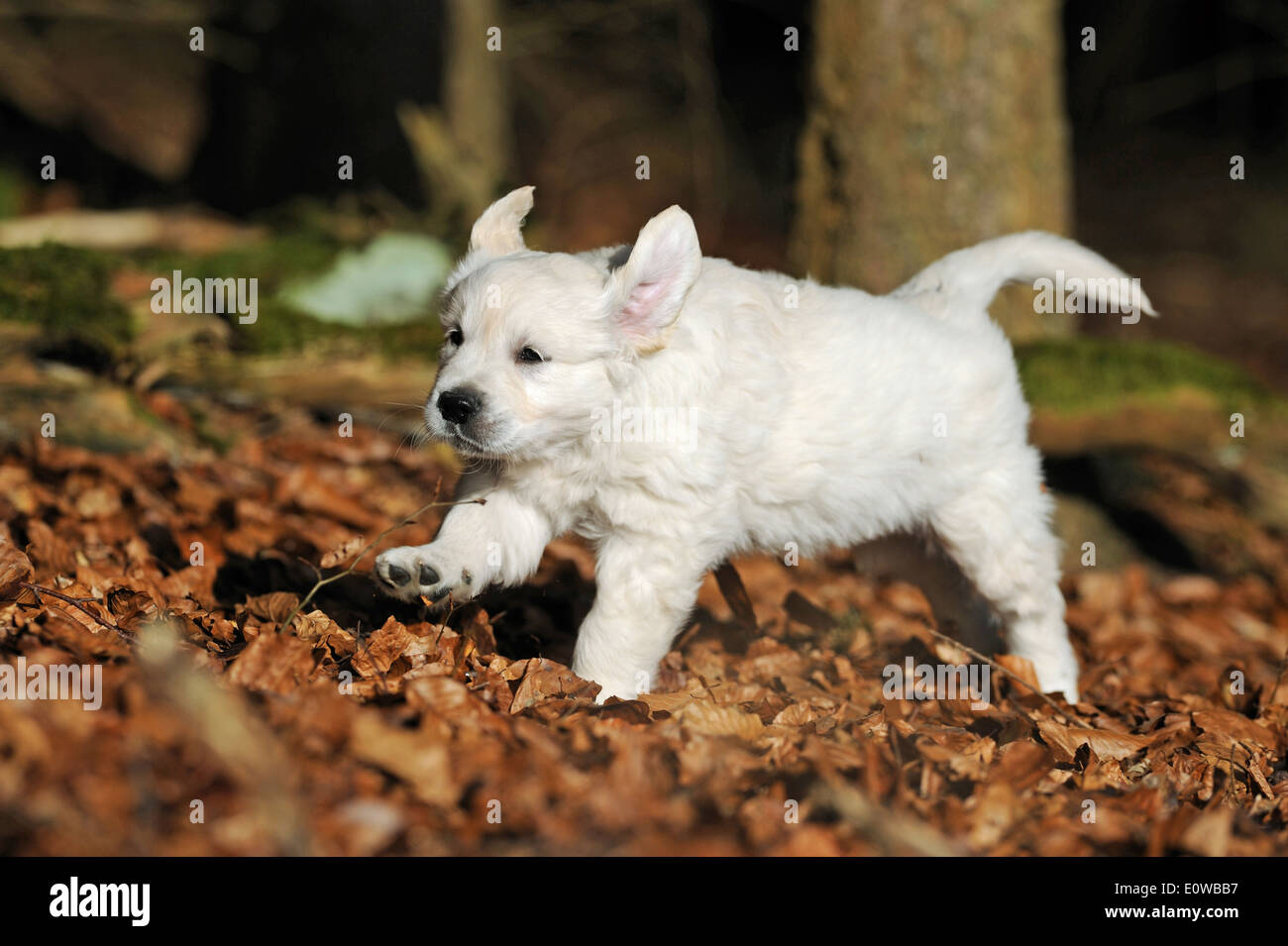 Golden Retriever. Puppy running in autumn leaves. Germany Stock Photo ...