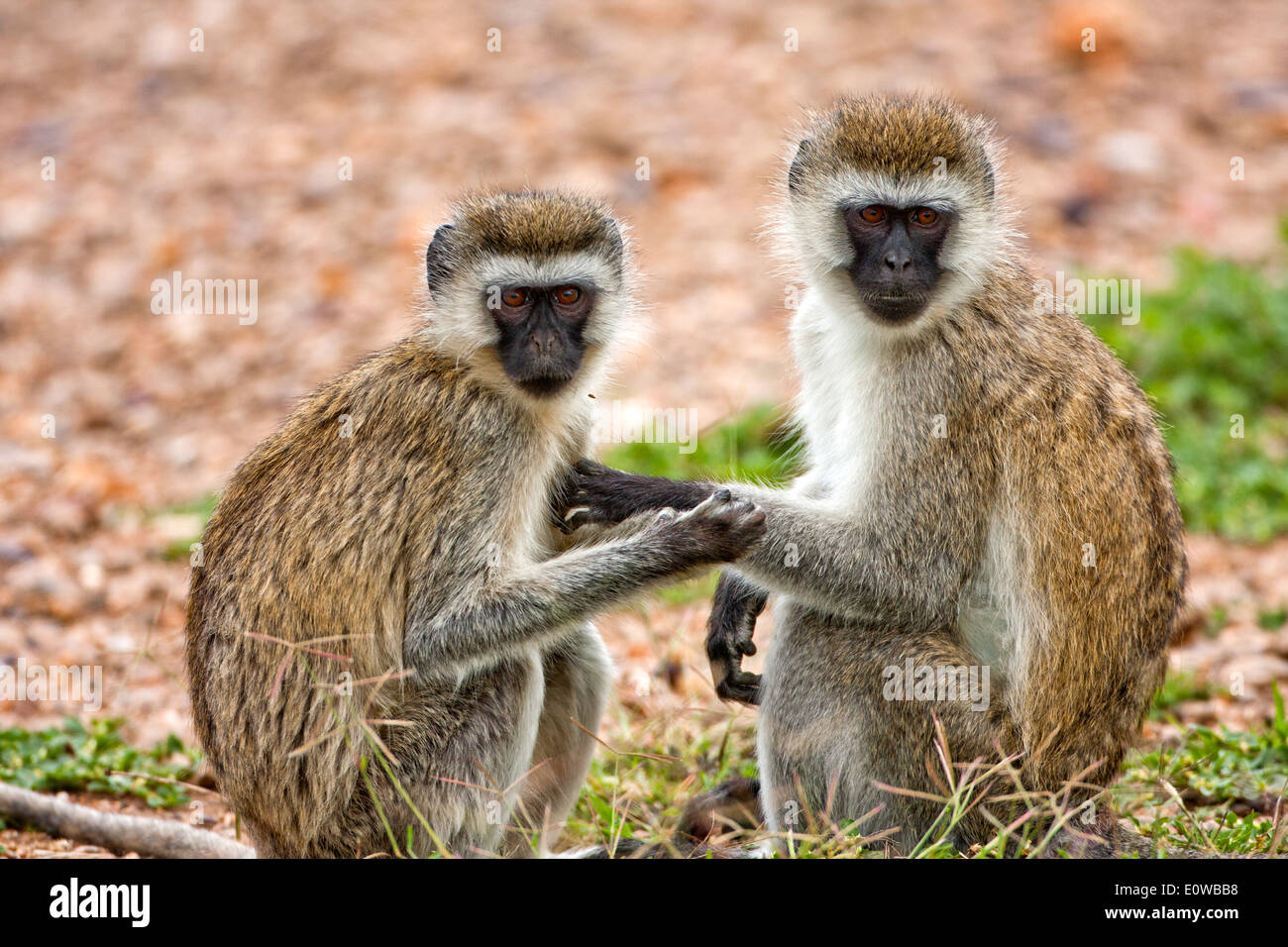Chlorocebus Pygerythrus Stock Photos & Chlorocebus Pygerythrus Stock ...
