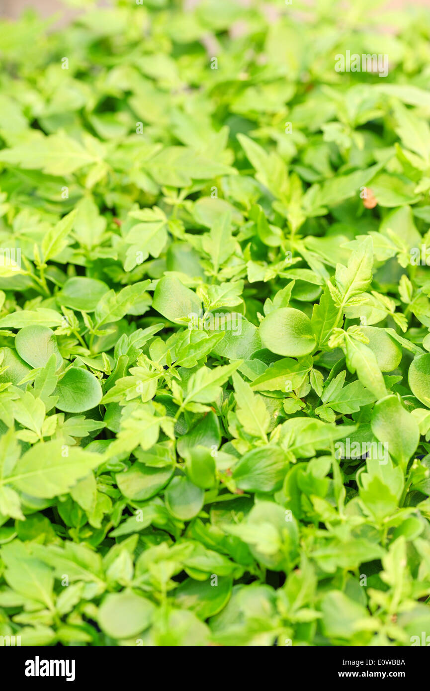 Cress varieties tahoon on artificial substrate, close-up Stock Photo ...