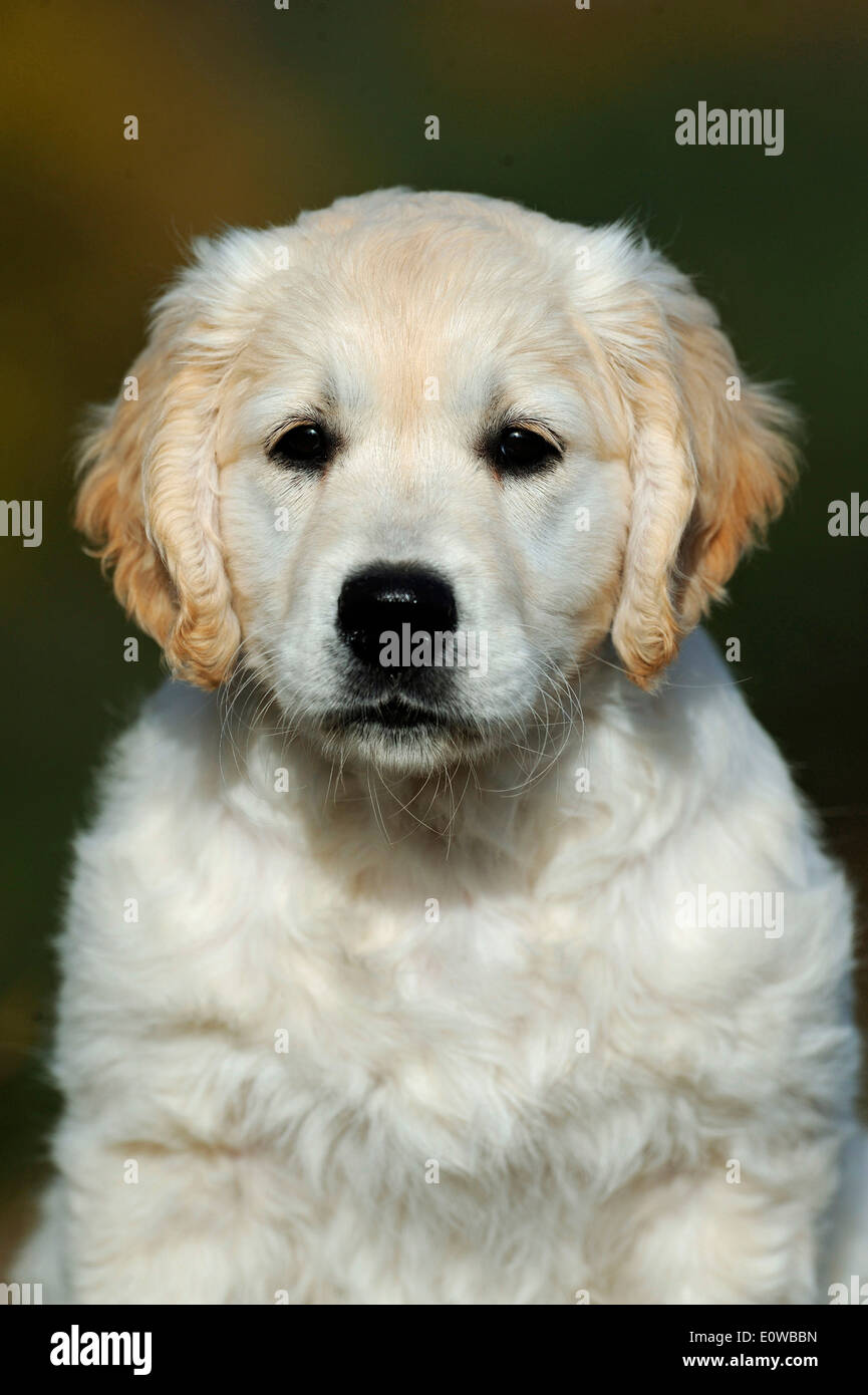 Golden Retriever. Portrait of a puppy. Germany Stock Photo - Alamy