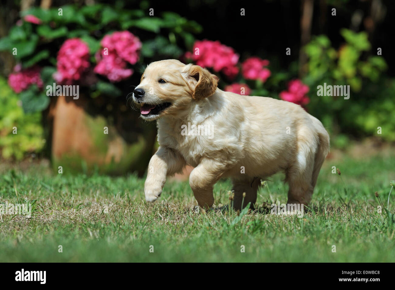 Golden Retriever. Puppy running on lawn with flowering Hydrangea in ...