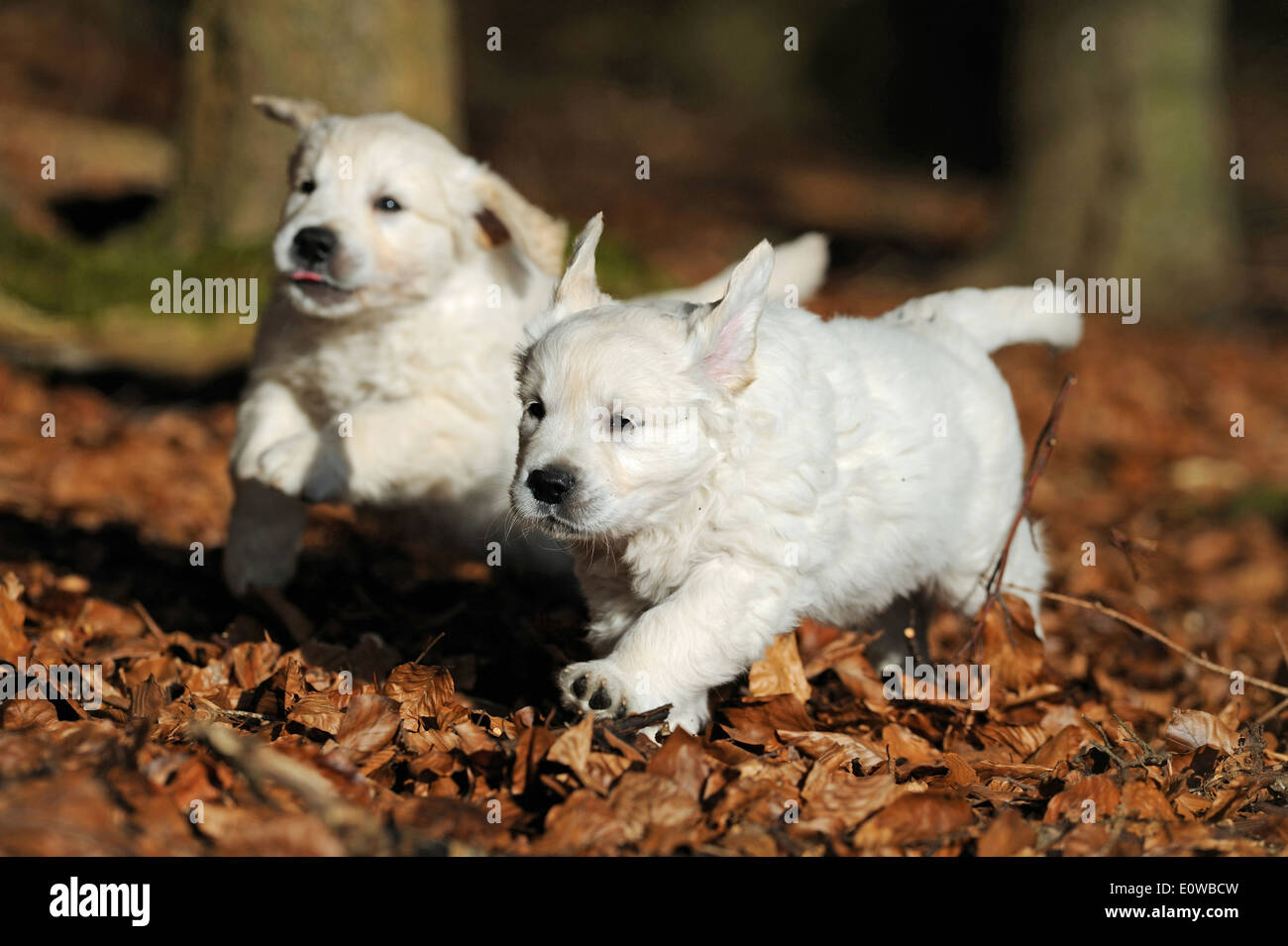 Golden Retriever. Two puppies running in autumn leaves. Germany Stock ...