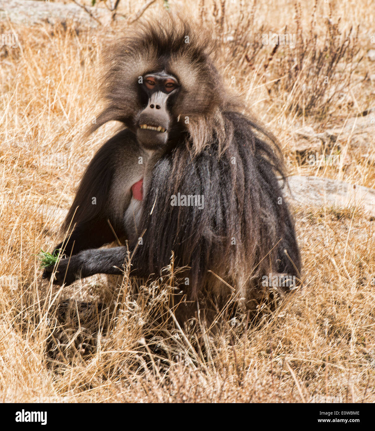 A male gelada baboon (Theropithecus gelada) in the Simien mountains of ...
