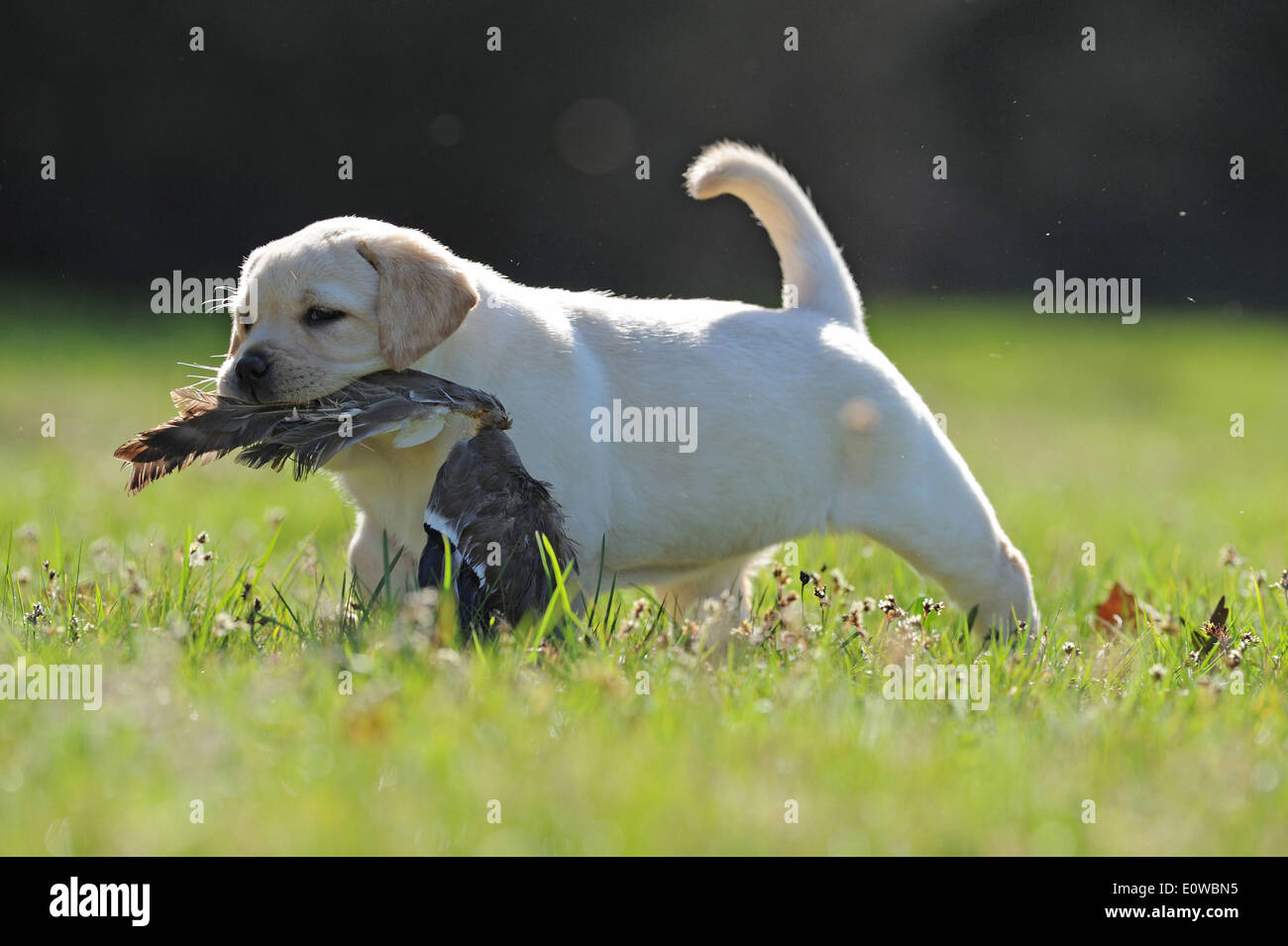 Labrador Retriever. Puppy carrying mallard wing. Germany Stock Photo ...