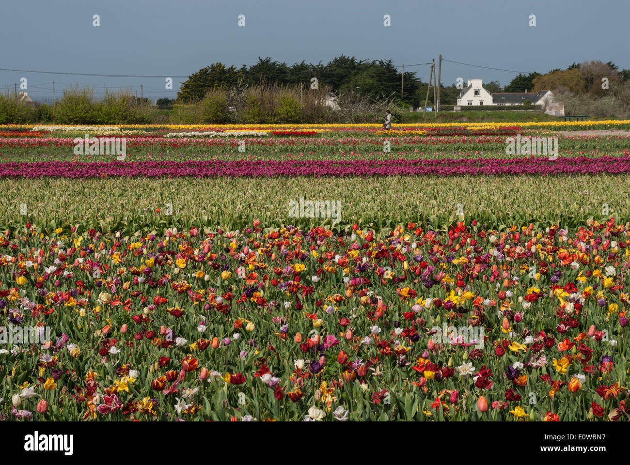 field of tulips Stock Photo - Alamy